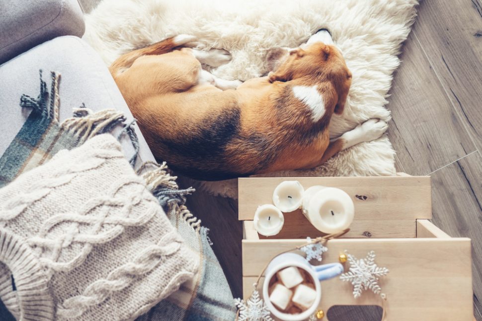 An Owners Guide To New Pet Laws In Victoria Little Real Estate An Owners Guide To New Pet Laws In Victoria Little Real Estate