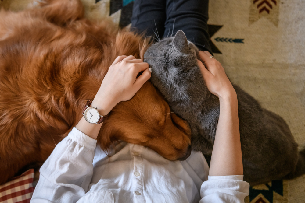 New Pet Laws In Victoria For Tenants Little Real Estate New Pet Laws In Victoria For Tenants Little Real Estate
